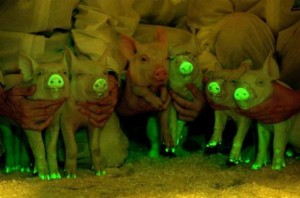 Glow-in-the-dark pigs created using jellyfish DNA – Impact Lab