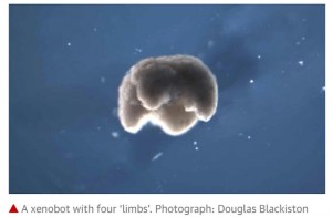 Scientists use stem cells from frogs to build first living robots – Impact Lab