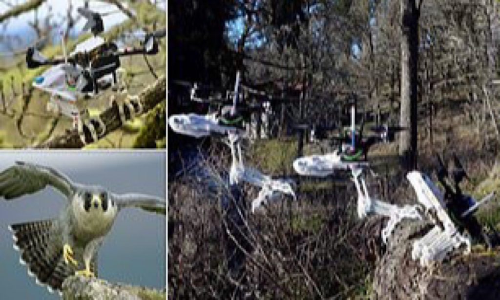 Meet SNAG: Tiny bird-inspired drone-robot hybrid can fly through the ...