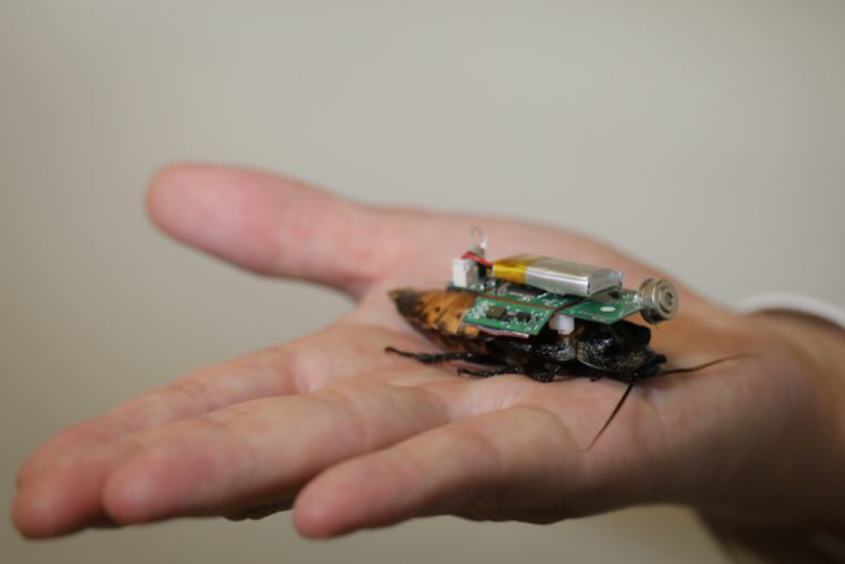 S’pore team turning cockroaches into life-saving cyborg bugs at ...