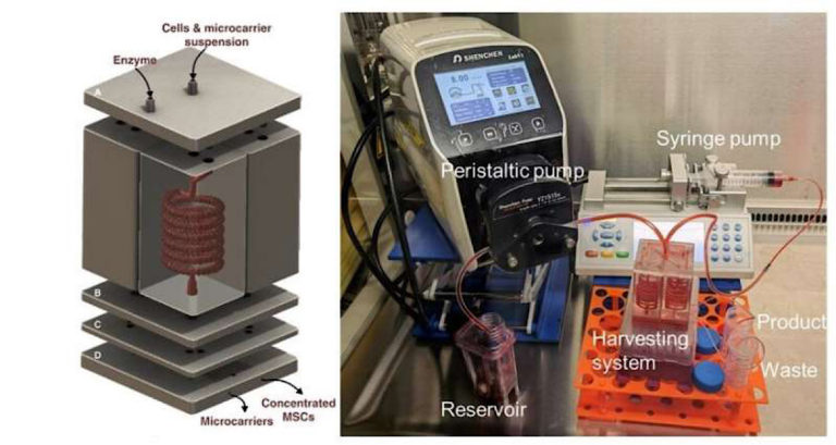 Researchers develop unique 3D printed system for harvesting stem cells ...