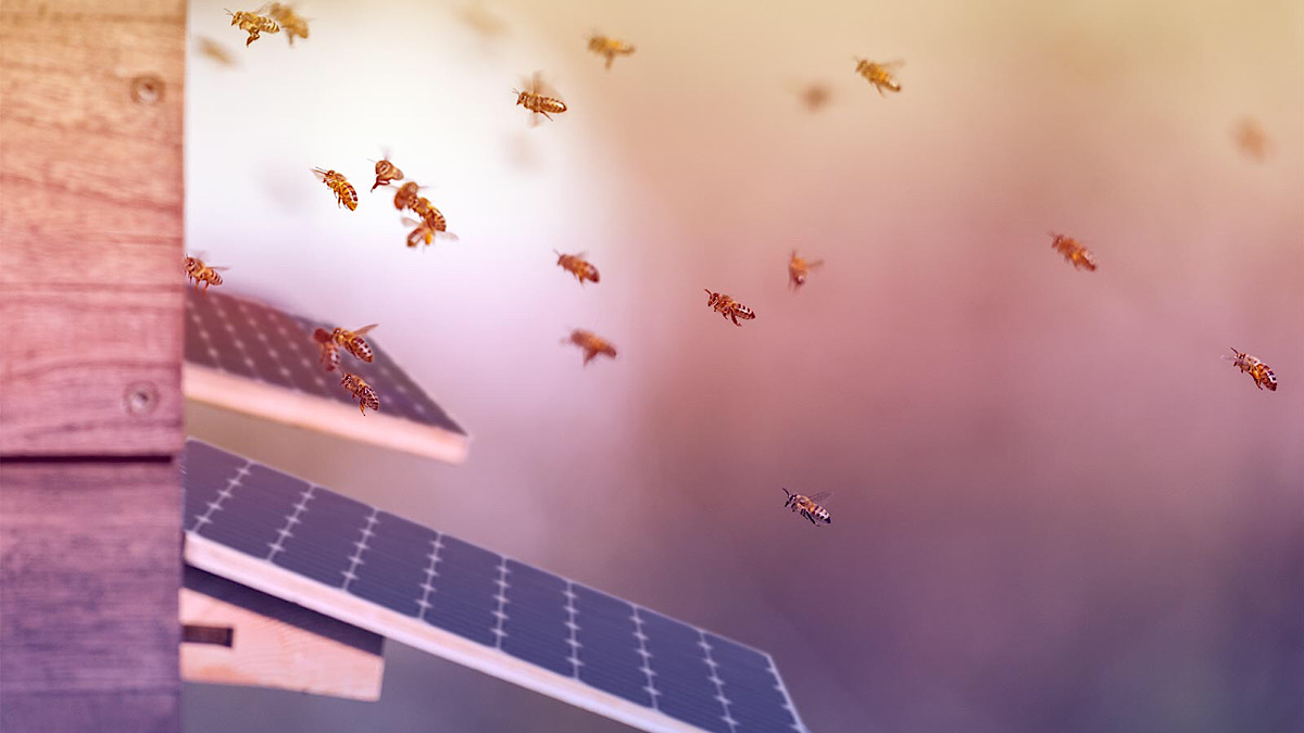 Smart Beehives Will Monitor their Colonies with AI – Impact Lab