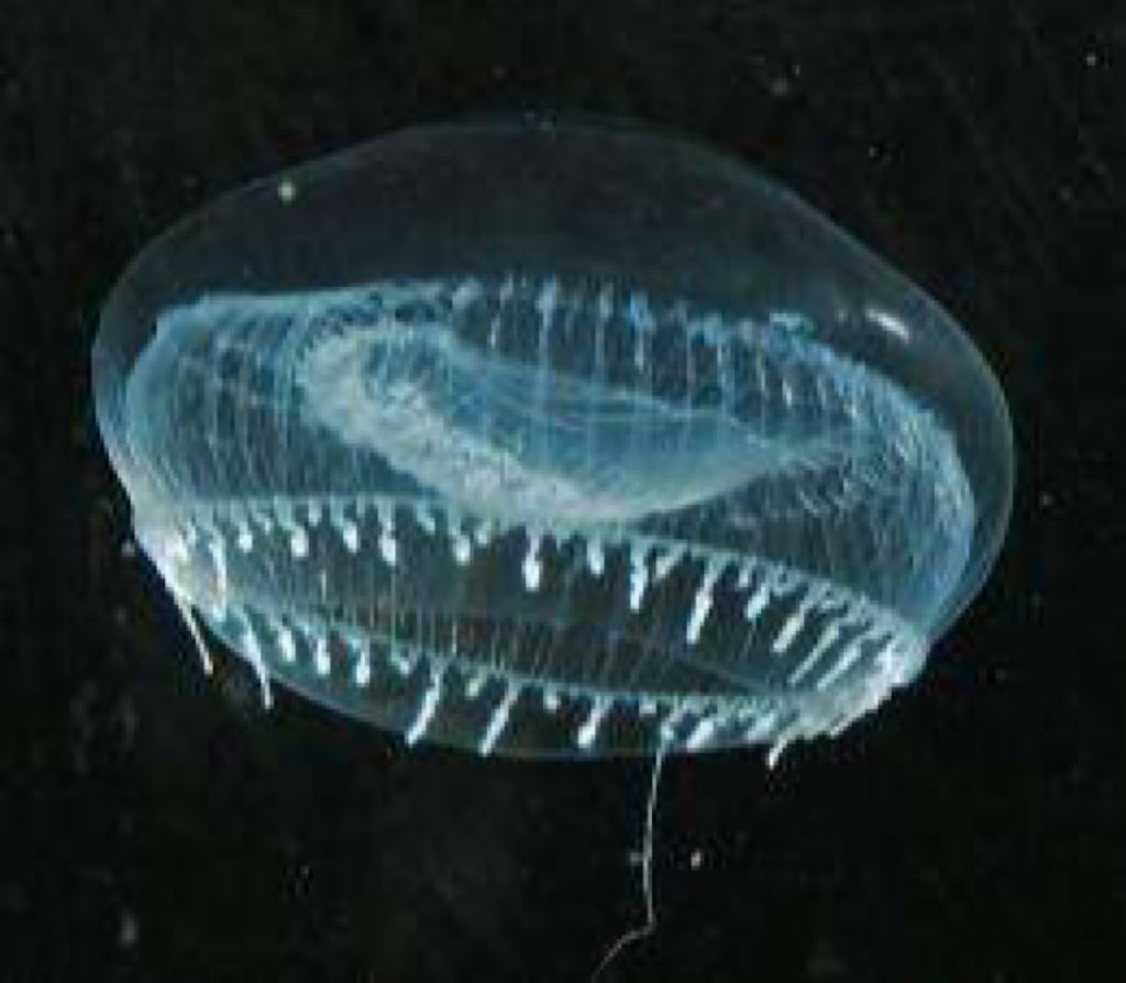 Automatic recognition of jellyfish with artificial intelligence ...