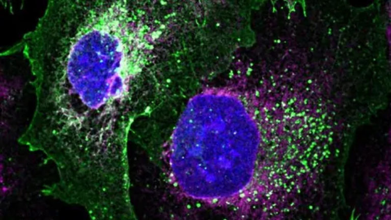 DNA Repair Kit Successfully Fixes Hereditary Disease in Cells – Impact Lab