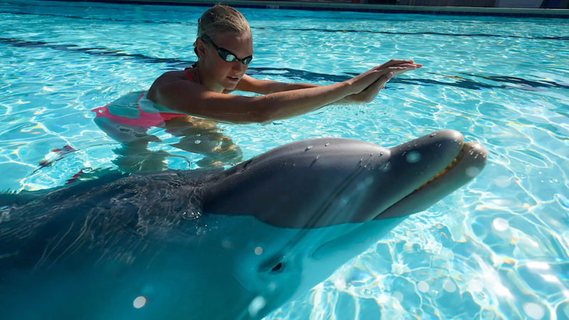 THIS $3 MILLION, 500-POUND ROBOT DOLPHIN MAY REPLACE REAL ANIMALS AT ...