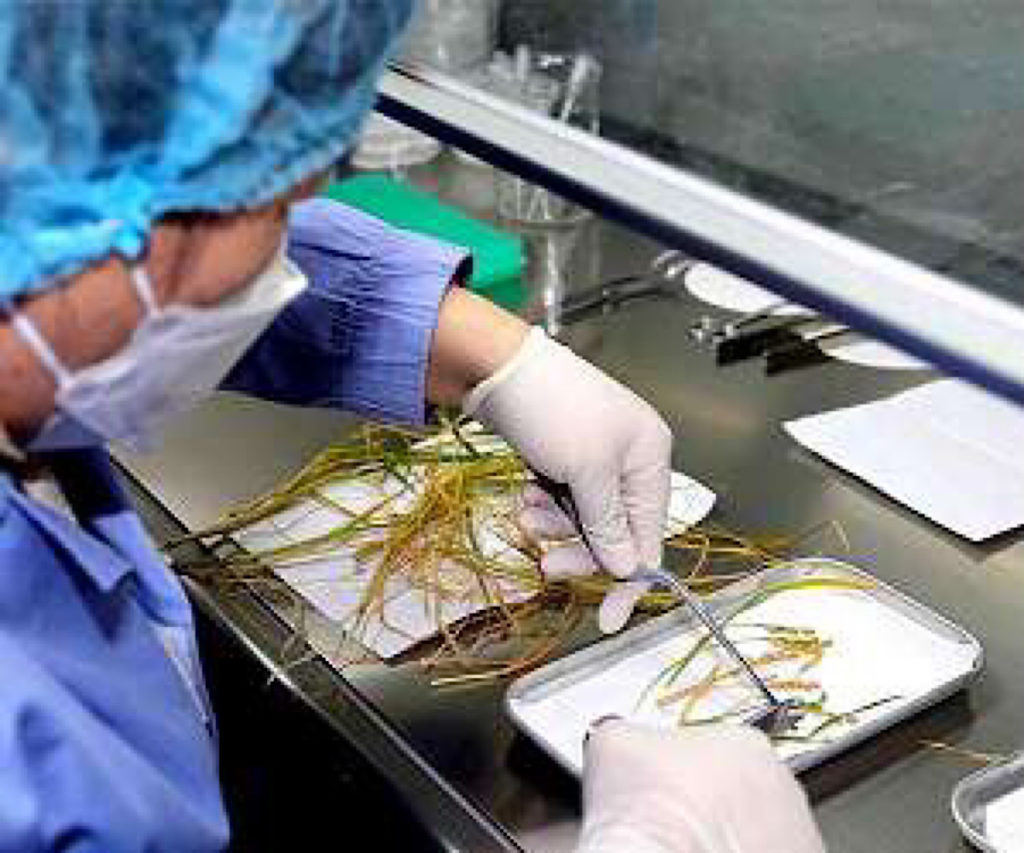 World’s first space rice seeds back from orbit – Impact Lab