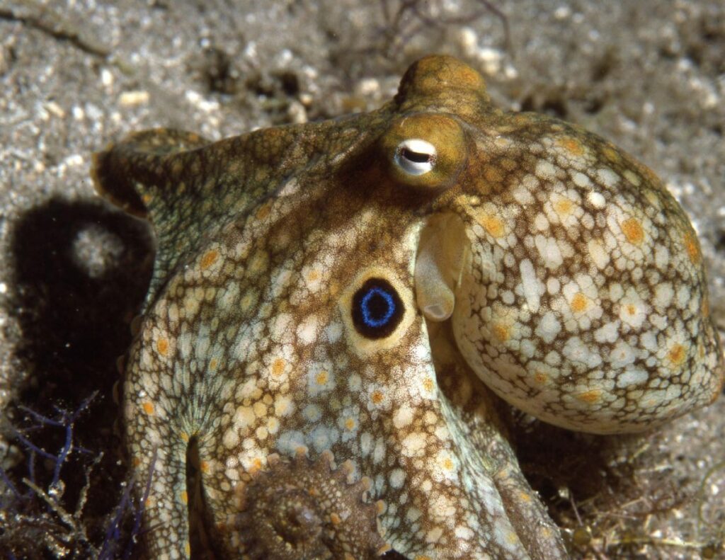 Octopuses Harness Unique RNA Editing Ability to Protect Nervous System ...