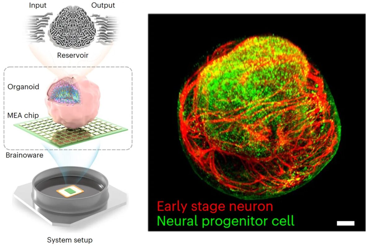 Living Brain Organoid Hooks Up to Computer, Shows Promise as Organic ...