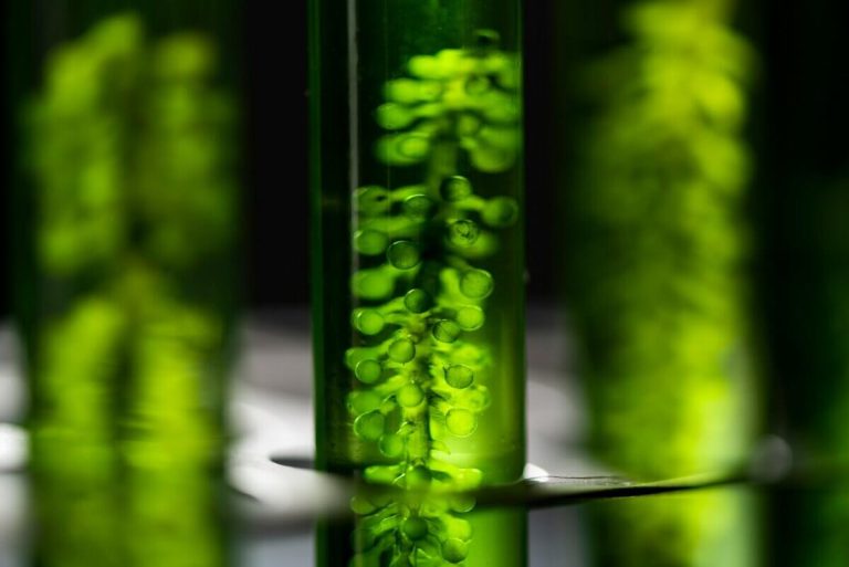 Harnessing the Power of Algae: A New Era of Micro-Photosynthetic Power ...