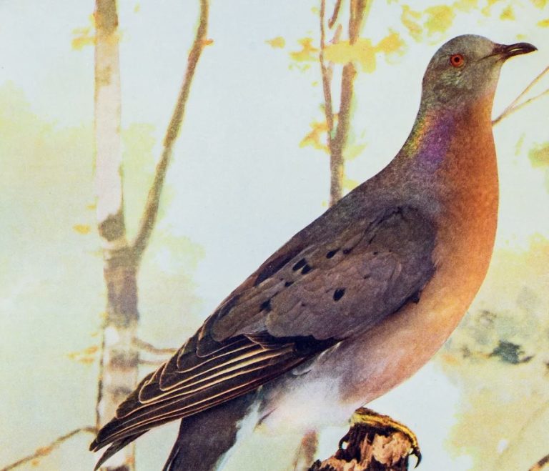 Reviving the Lost Passenger Pigeon: The Great De-Extinction Experiment ...