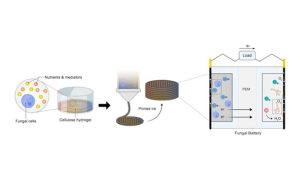 Revolutionary “Fungal Battery” Offers Sustainable Power Solution for ...