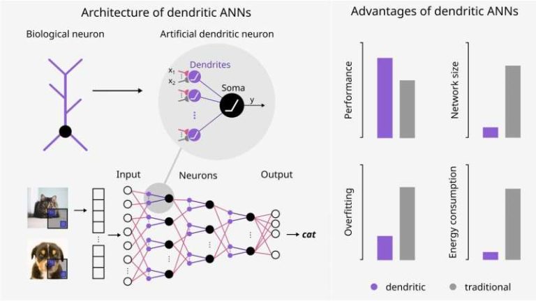 New Neural Network Design Inspired by Dendrites Offers Smarter, More ...