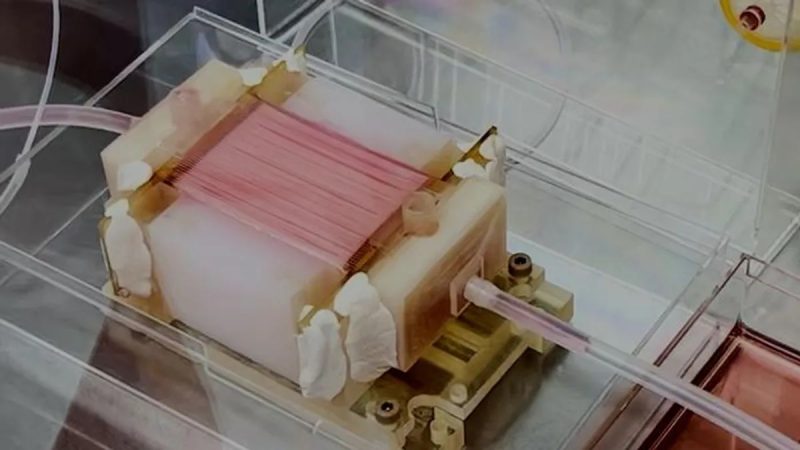 Scientists Develop Vascularized Lab-Grown Chicken for More Realistic ...