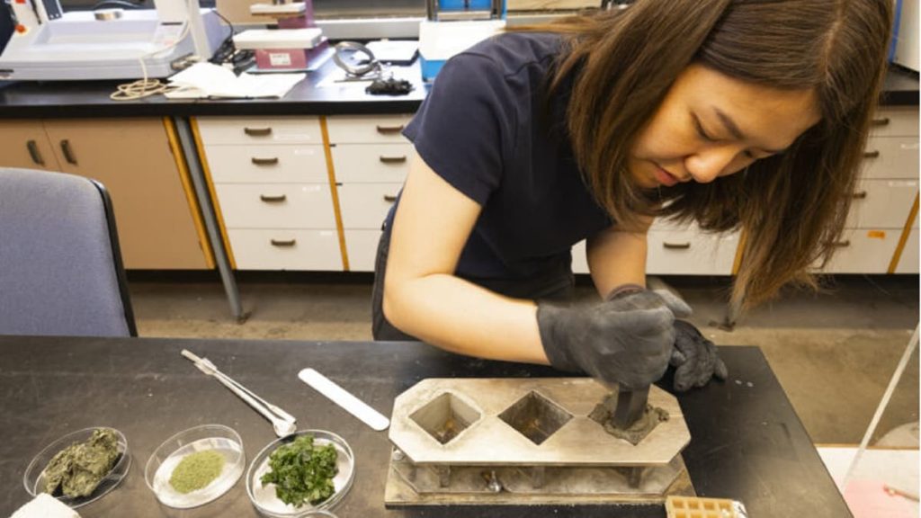 Concrete Goes Blue: How Seaweed and AI Are Cracking Cement’s Dirtiest ...